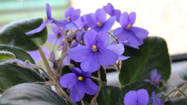 African Violet Leaves Drooping? (8 Causes and Solutions)