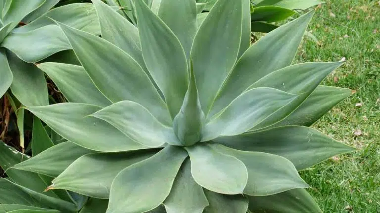 17 Best Full Sun Succulents to Grow in Your Garden