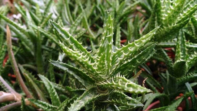 Aloe Humilis (Spider Aloe) Care and Propagation Guide