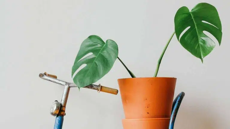 How to Propagate Monstera in Water: A Step-by-Step Guide