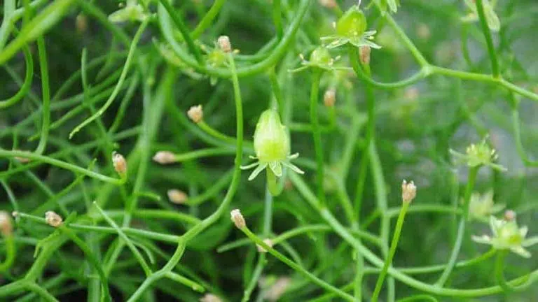 Bowiea Volubilis Care and Propagation (A Complete Guide)