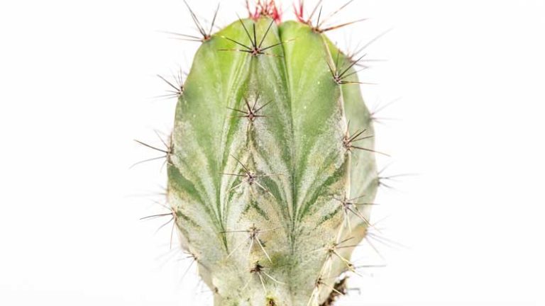 Why Is My Cactus Leaning? (7 Causes and Solutions)
