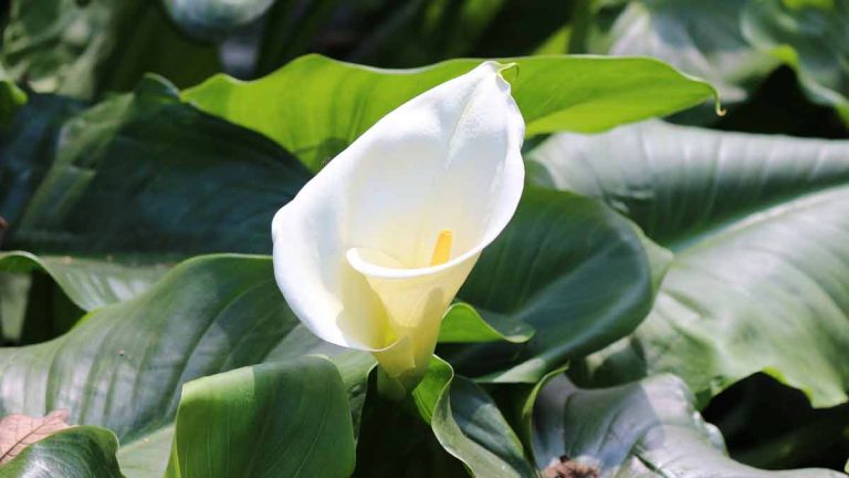 How Often Should You Water a Calla Lily (A Complete Guide)