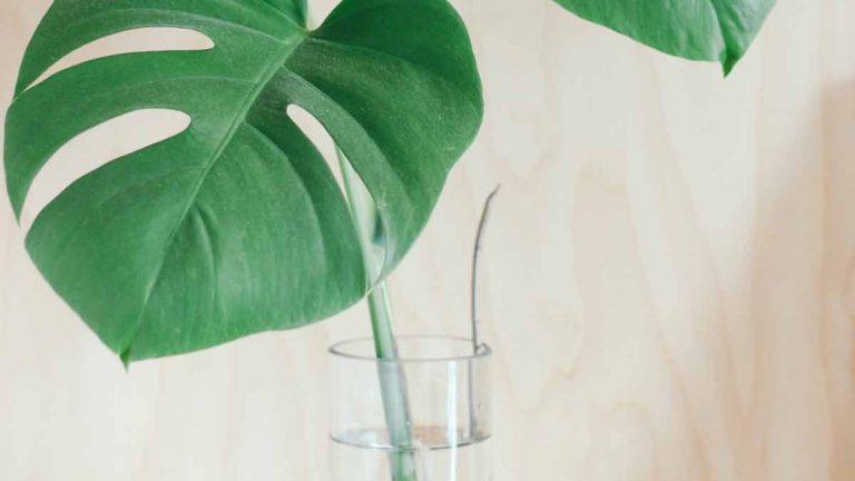 Can Monstera Live in Low Light? (10 Tips to Help Them Thrive)
