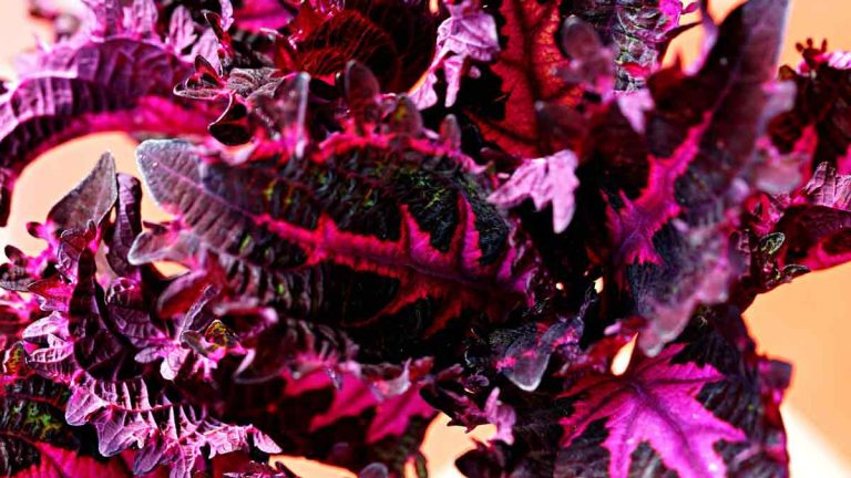 Solving Coleus Root Rot: Symptoms, Causes, & Treatment