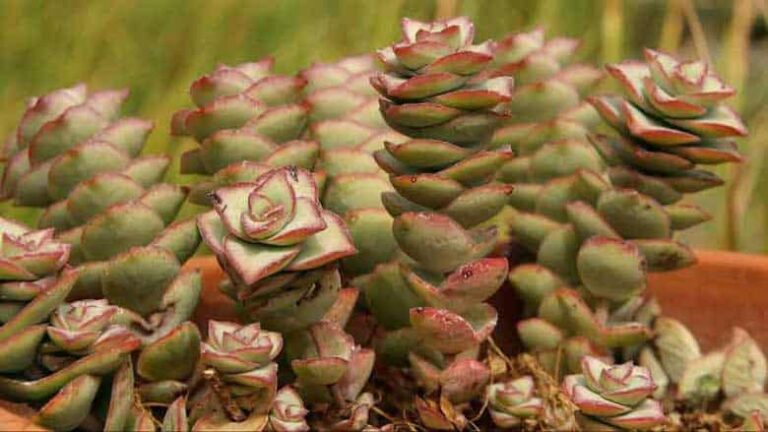 11 Fastest Growing Succulents (+Tips To Grow Them Faster)