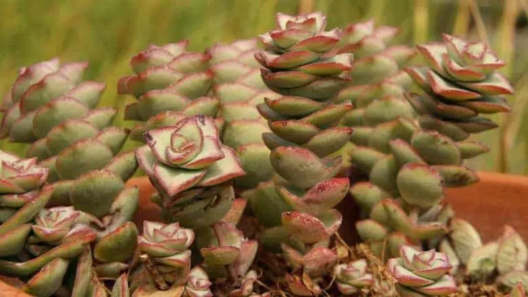 Crassula Rupestris Care and Propagation (A Complete Guide)