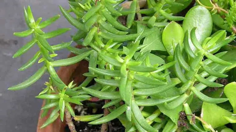 Crassula Tetragona Care and Propagation (A Complete Guide)