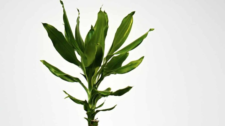 How To Save a Dracaena From Root Rot (A Complete Guide)