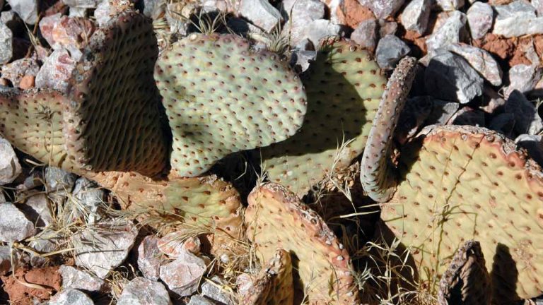 How To Save a Dying Cactus (7 Problems and How to Fix Them)