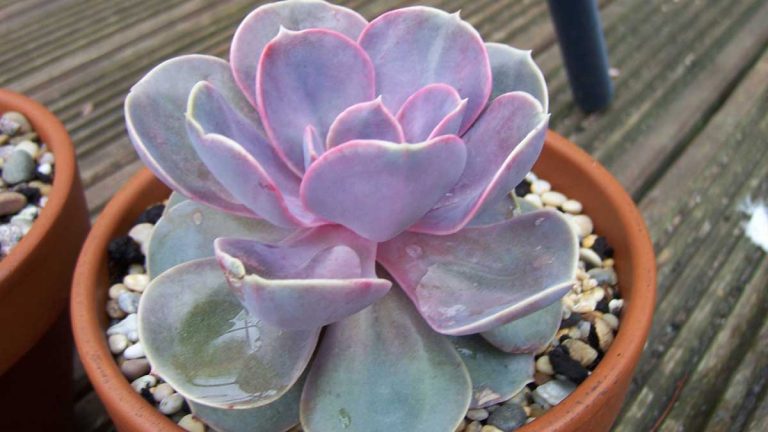 Echeveria 'Perle von Nurnberg' Care and Propagation Guide