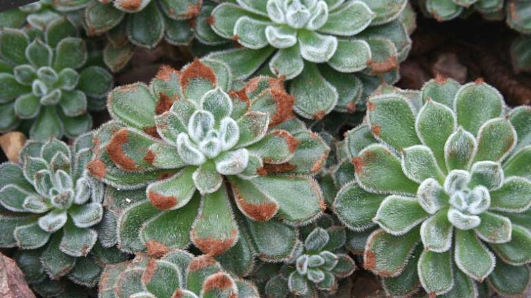 Echeveria Setosa Care and Propagation (A Complete Guide)