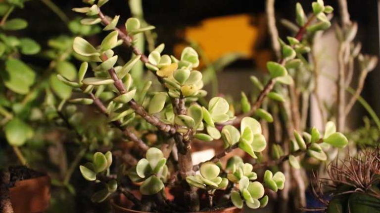 Portulacaria Afra (Elephant Bush) Care and Propagation Guide