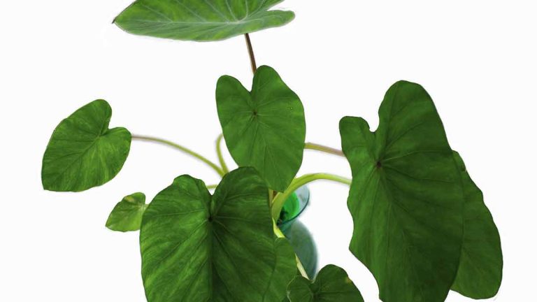 How To Save a Dying Anthurium (11 Causes and Solutions)