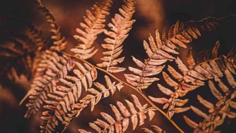 Fern Leaves Turning Brown? (11 Causes and Solutions)