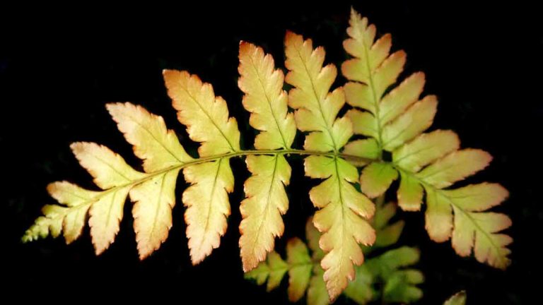 Dealing with White Spots on Fern Leaves: Causes and Solutions