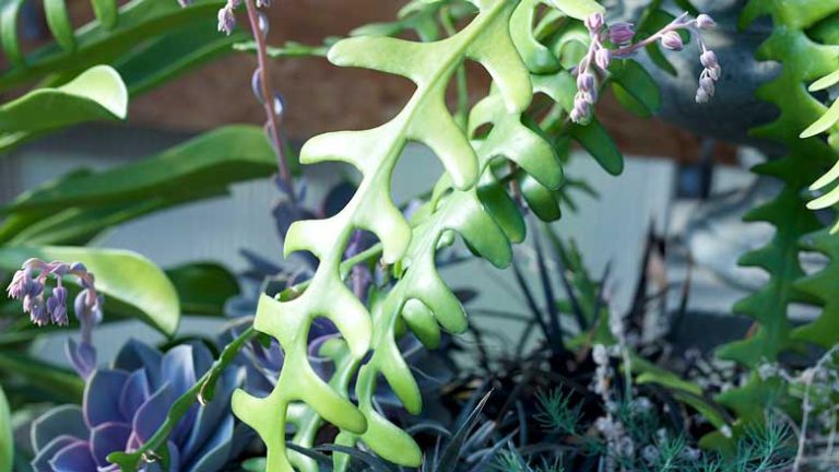 Fishbone Cactus (Ric Rac Cactus) Care and Propagation Guide