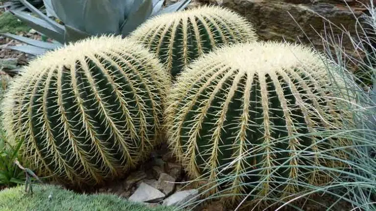 17 Best Full Sun Succulents to Grow in Your Garden