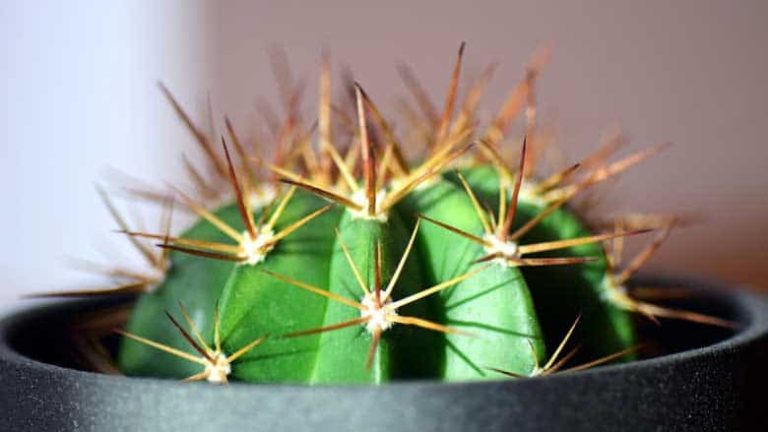 How Long Does It Take for a Cactus to Grow? (An Easy Guide)