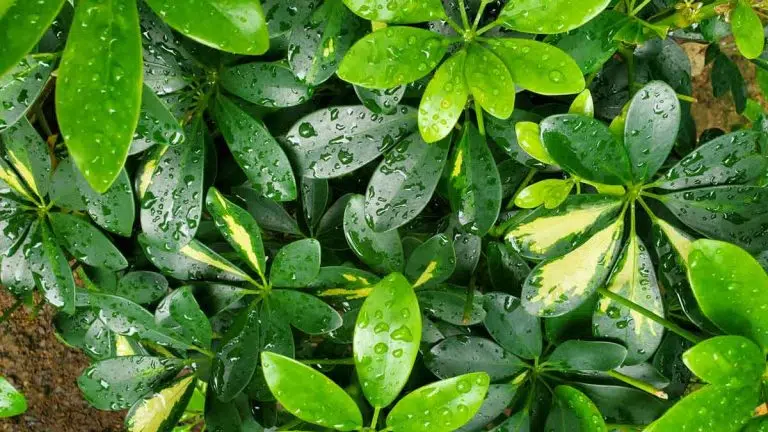 Schefflera Leaves Turning Black? (11 Causes and Solutions)