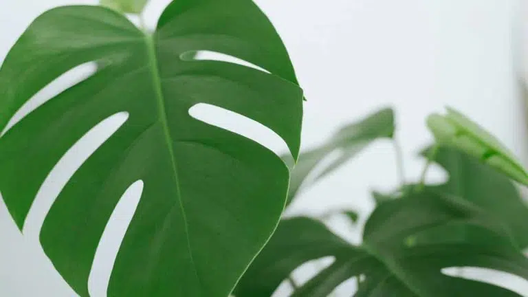 How to Care for Monstera Leaves: Tips for Healthy Growth