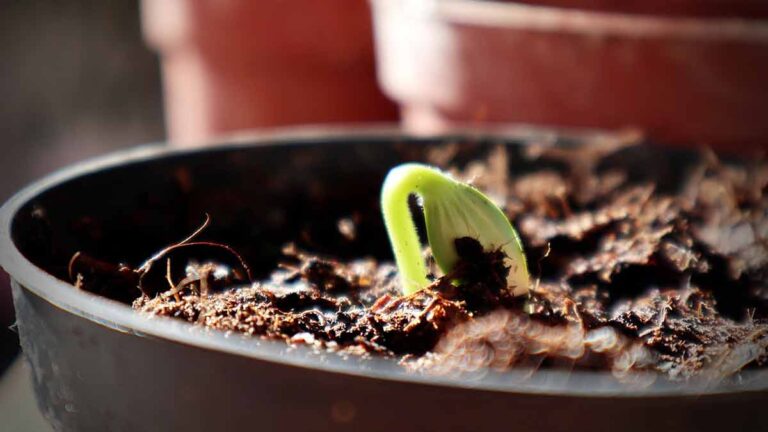 How To Grow Indoor Plants From Seeds: A Beginner's Guide