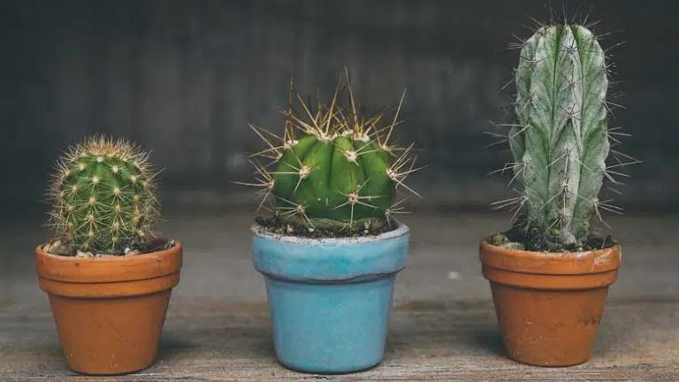 How To Grow a Cactus From Seeds (An Easy Guide)