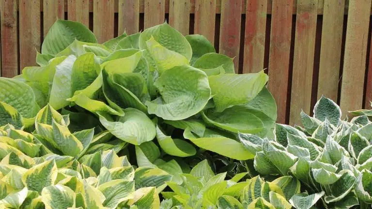 How to Get Rid of Slugs on Hostas: A Complete Guide