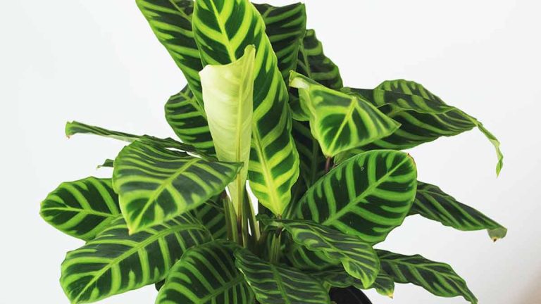 Indoor Zebra Plant Care (A Comprehensive Guide)