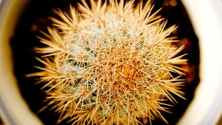 How To Tell if a Cactus Is Dead (11 Signs of Concern)