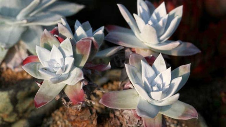 How to Transplant Succulents (An Easy Step-by-Step Guide)