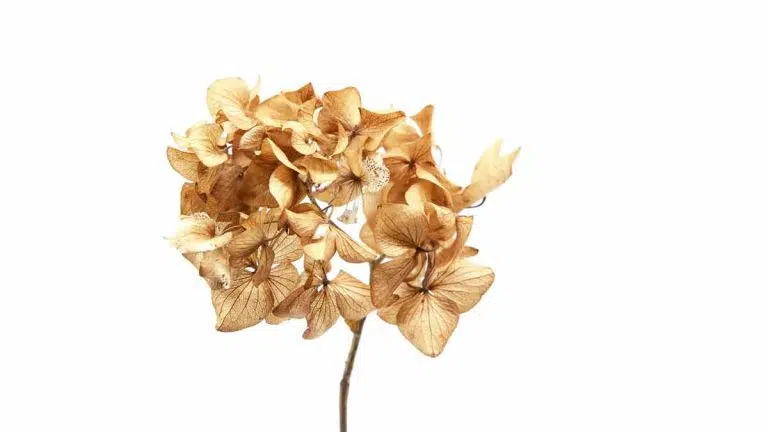 How To Save a Dying Hydrangea (11 Causes and Solutions)