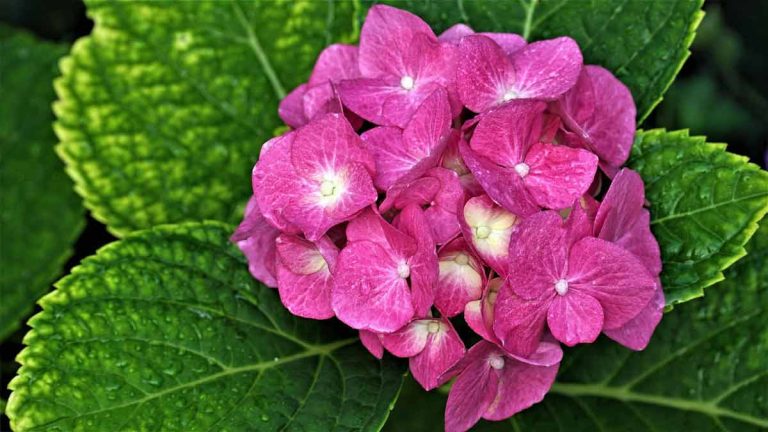 Overwatered Hydrangea: How To Identify, Treat and Prevent It