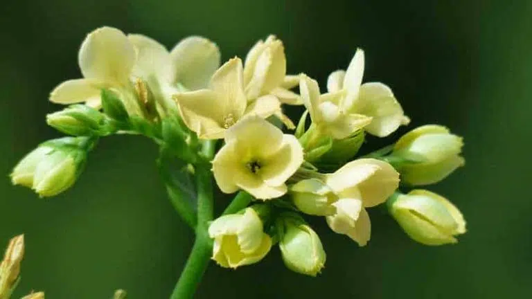 Kalanchoe Blossfeldiana Care & Propagation: A Complete Guide