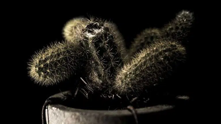 Why Is My Cactus Falling Over? (And How To Fix It)