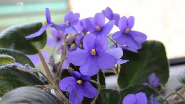 How to Care For African Violets in Pots (A Complete Guide)