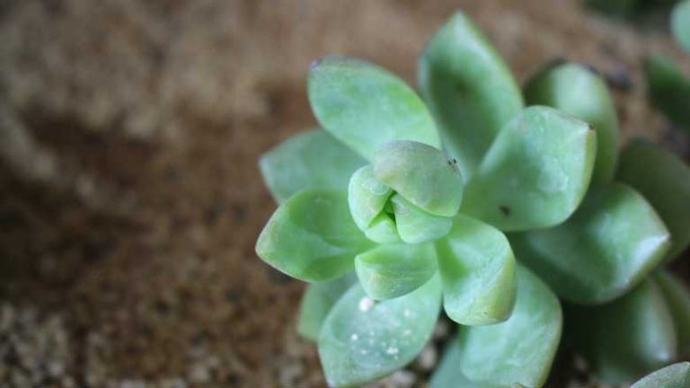 How To Get Rid of Spider Mites on Succulents (An Easy Guide)
