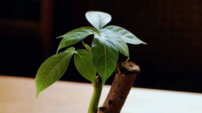 How To Save a Dying Money Tree Plant (6 Steps to Revive It)