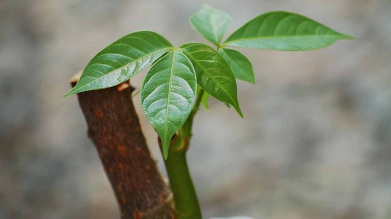 Money Tree Leaves Drooping? (7 Causes and Solutions)