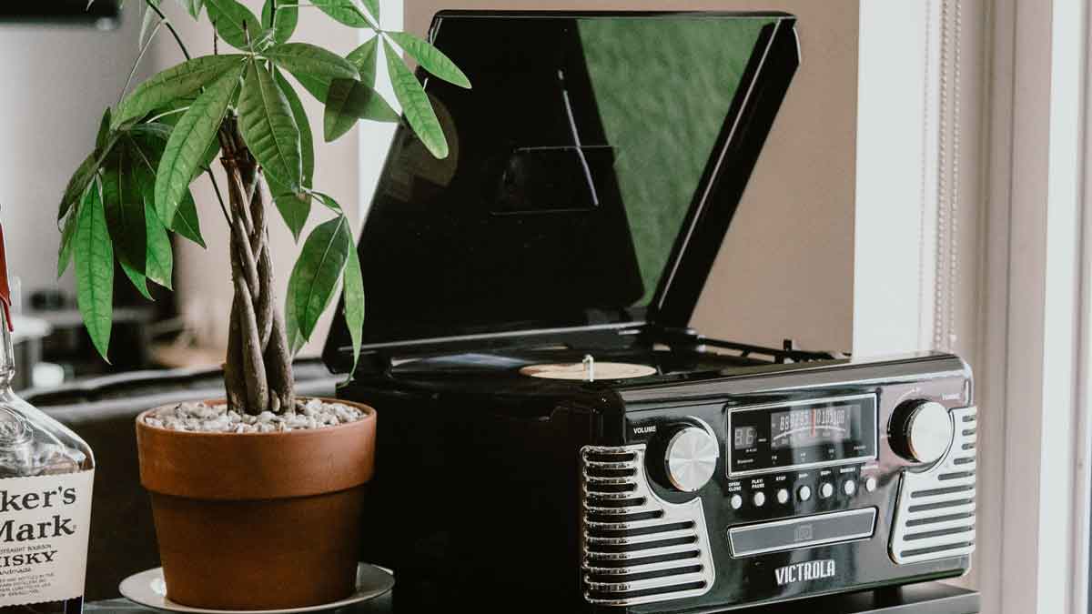 How To Save A Dying Money Tree Plant 11 Causes Solutions 
