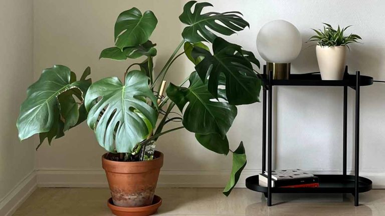 Understanding Monstera Leaf Growth Stages: A Complete Guide