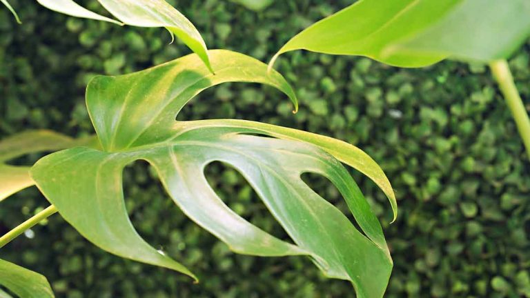 Can Monstera Live Outside? Exploring Outdoor Growing Options