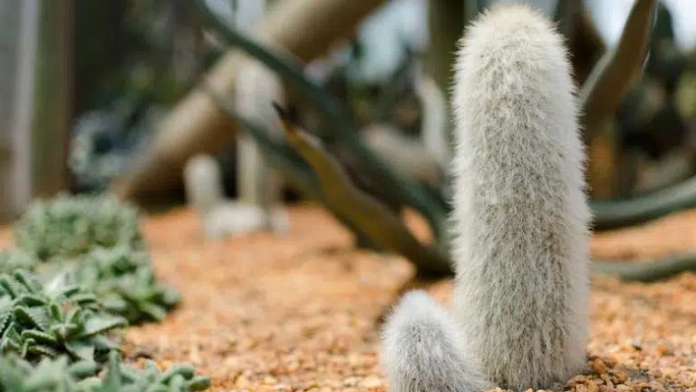 Old Man Cactus Care and Propagation (A Complete Guide)