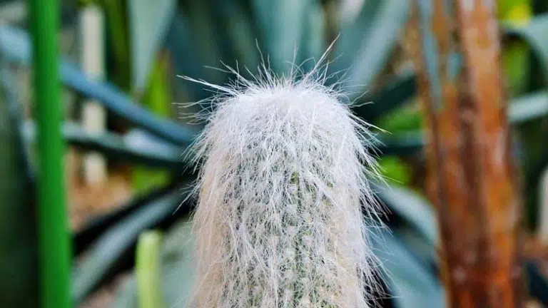 17 Best Full Sun Succulents to Grow in Your Garden