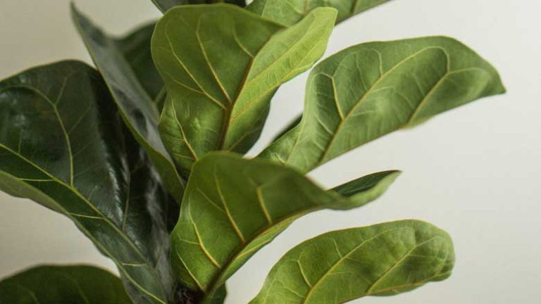 Overwatered Fiddle Leaf Fig: How To Identify, Treat & Prevent It