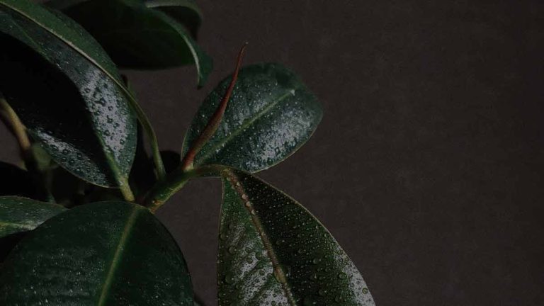 Overwatered Rubber Plant: How To Identify, Treat & Prevent It