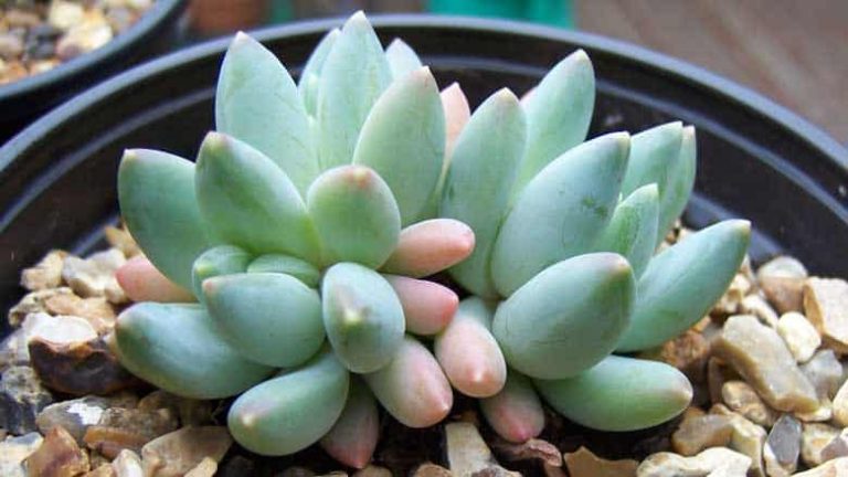 Pachyphytum Compactum Care and Propagation Guide