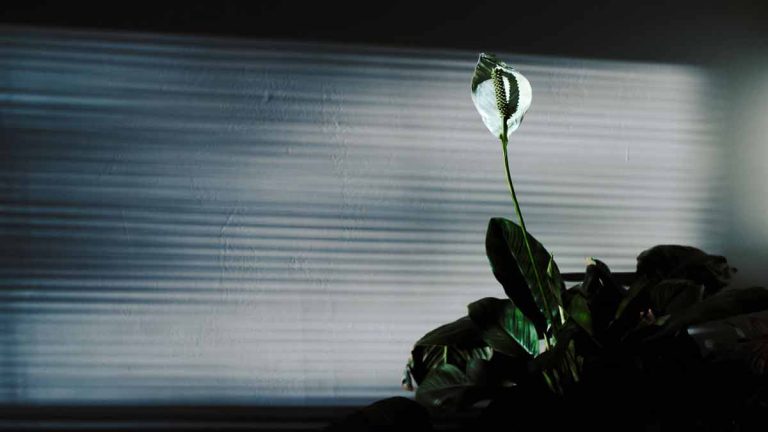 Begonia Root Rot: Causes, Treatment, and Prevention