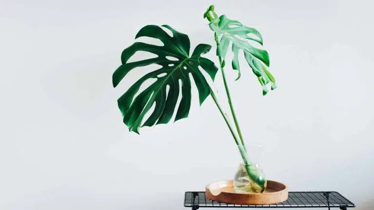 How to Propagate Monstera in Water: A Step-by-Step Guide