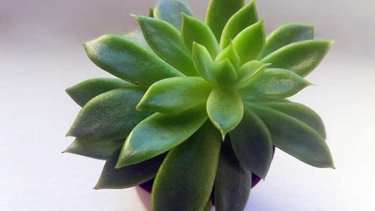 11 Fastest Growing Succulents (+Tips To Grow Them Faster)